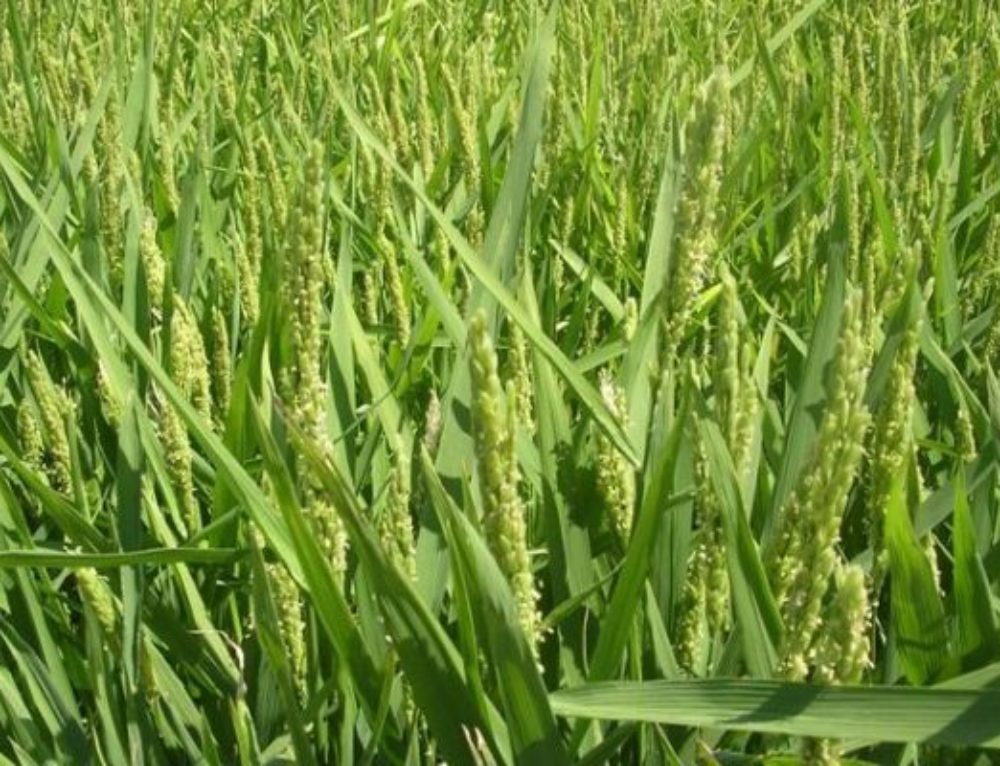 cisto labdano ~ materie prime ~ Accademia del Profumo